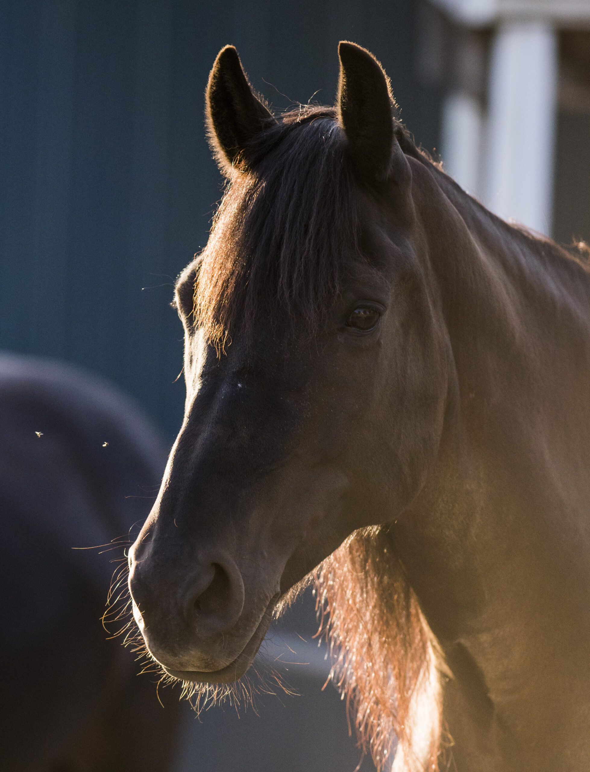 Our Horses | Heritage Canadians