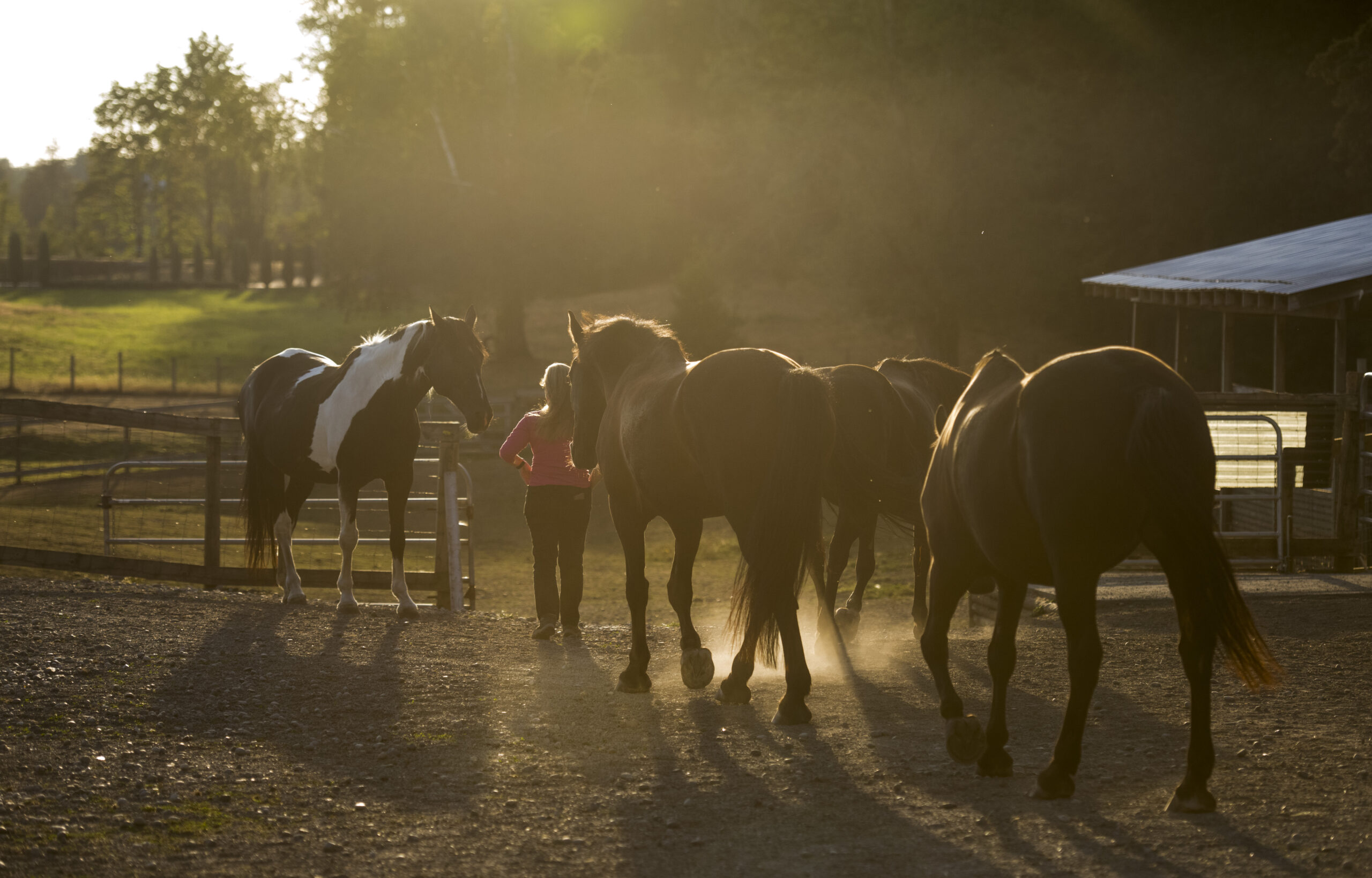 Our Horses | Heritage Canadians